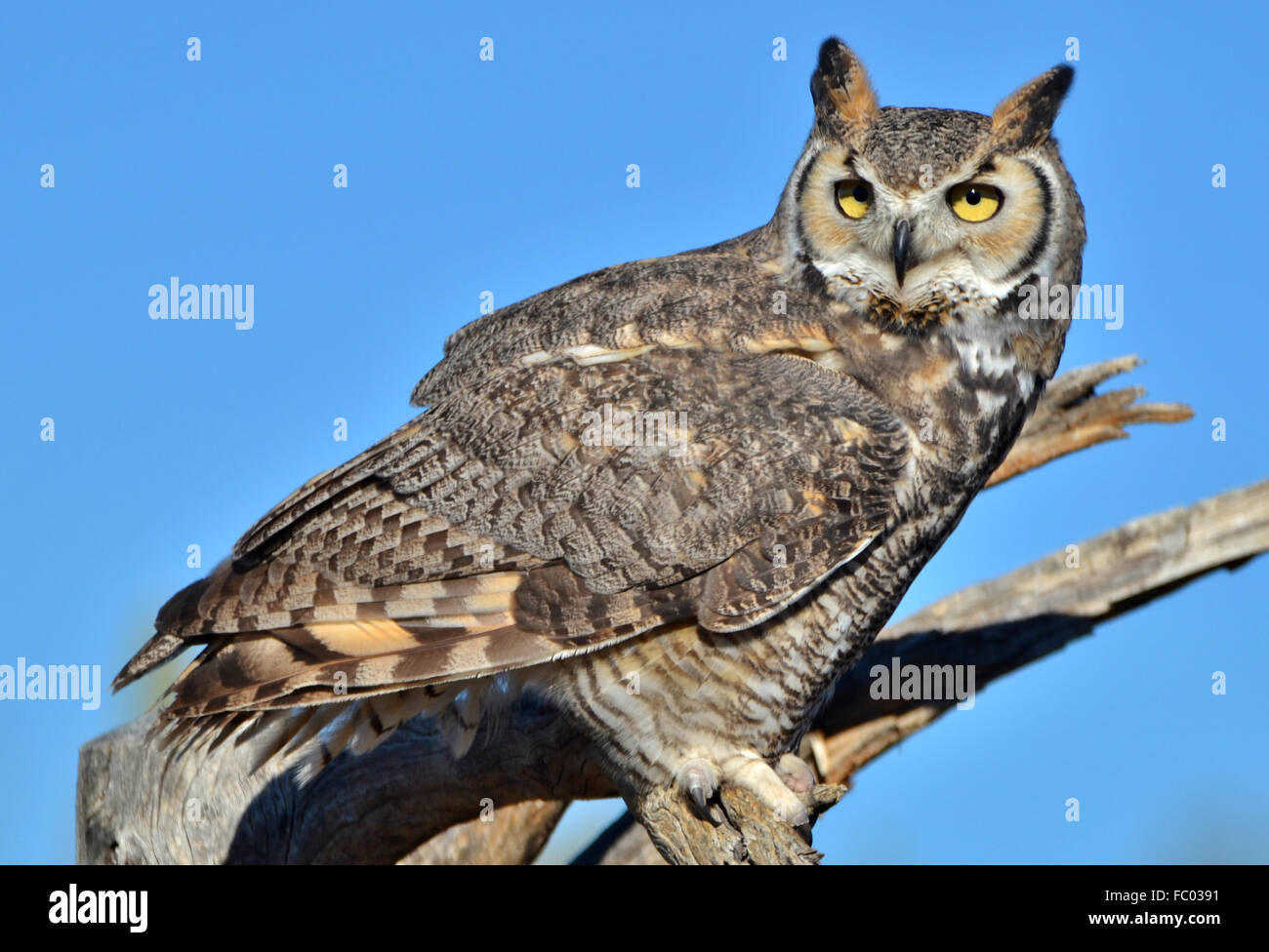 Great Horned Owl (Bubo virginianus), aka the Tiger Owl Stock Photo - Alamy