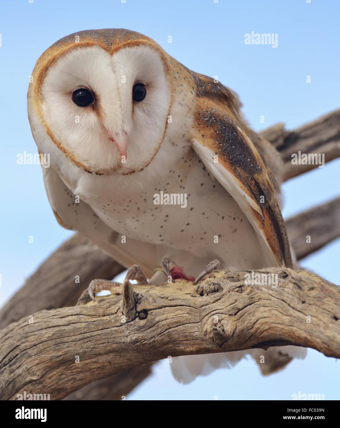 A wild barn owl (Tyto alba) in Tucson, Arizona Stock Photo - Alamy