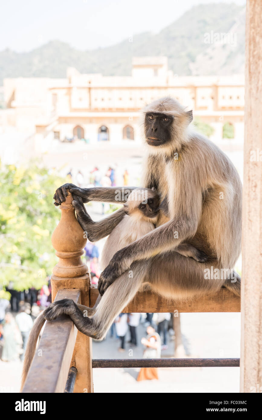 Monkey in Amer Fort Stock Photo - Alamy