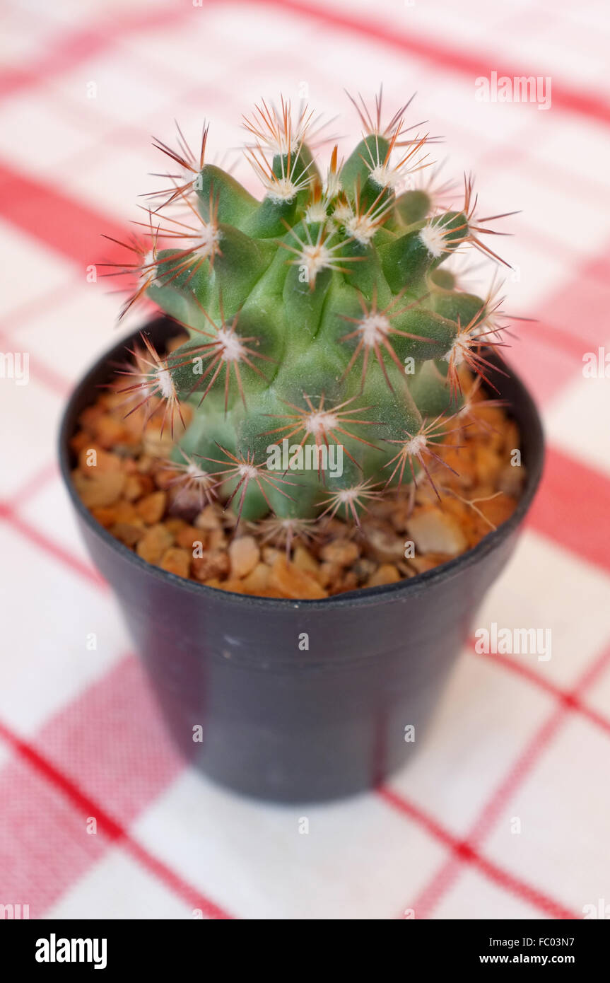 Plastic cactus hi-res stock photography and images - Alamy