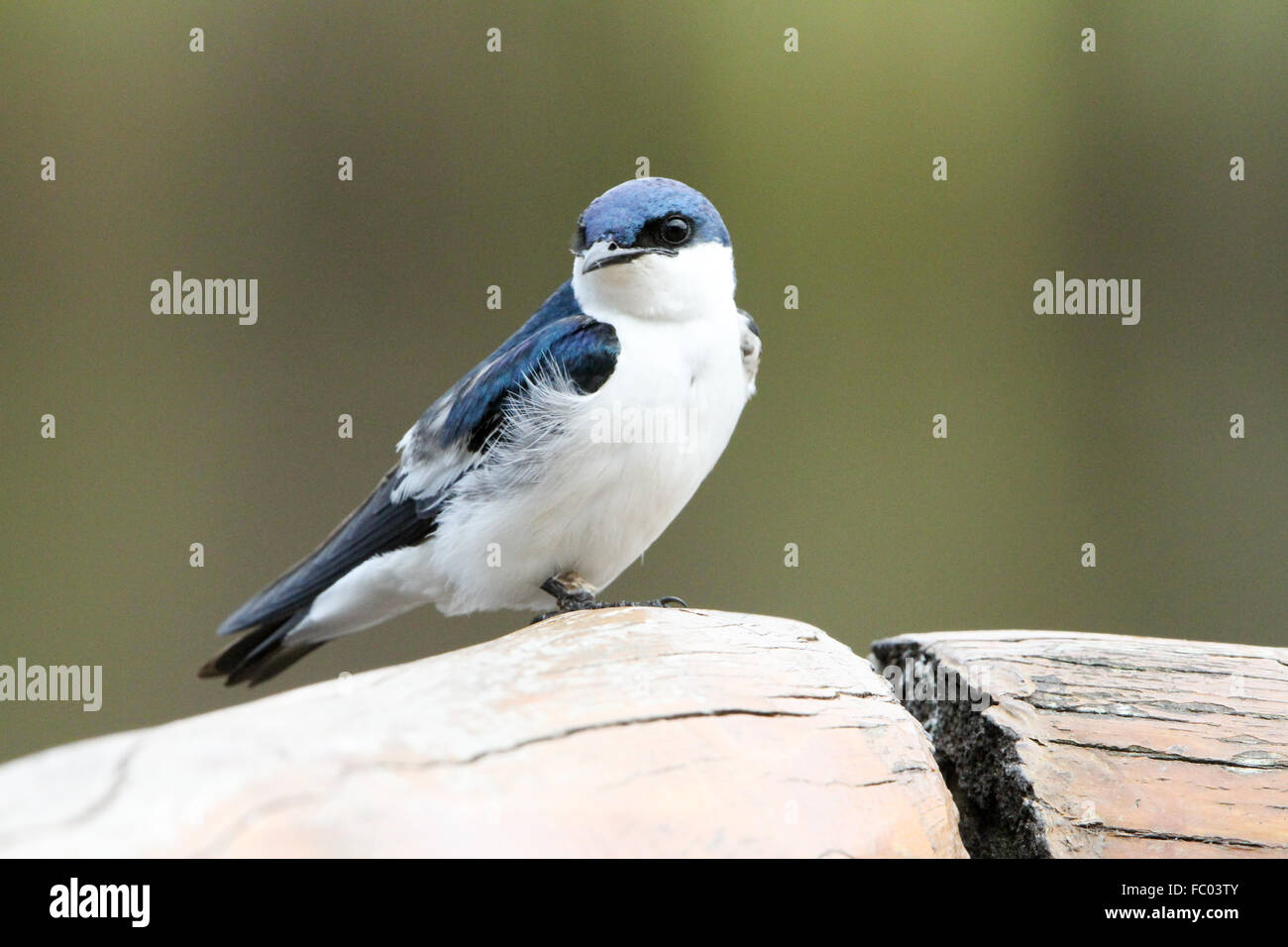 White Winged Swallow Stock Photos & White Winged Swallow Stock Images ...