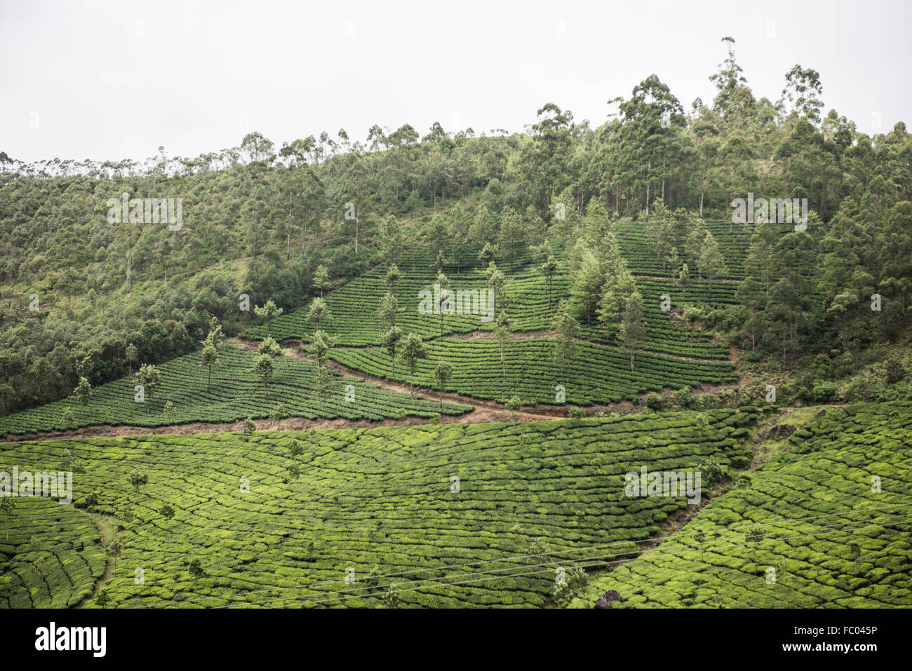 Scenic Hillscape in Kochi Stock Photo - Alamy