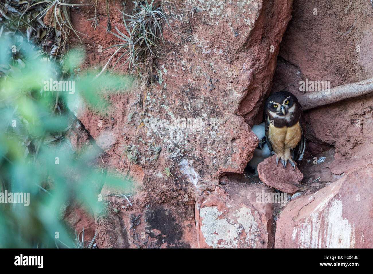 Fledgeling hi-res stock photography and images - Alamy