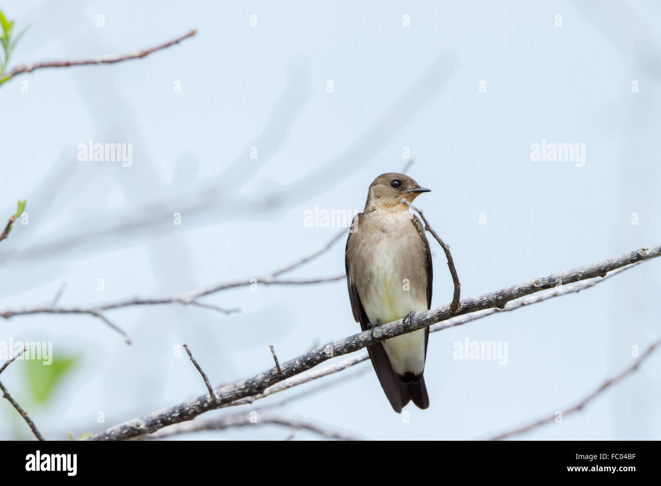 Southern rough winged swallow Stock Photo - Alamy