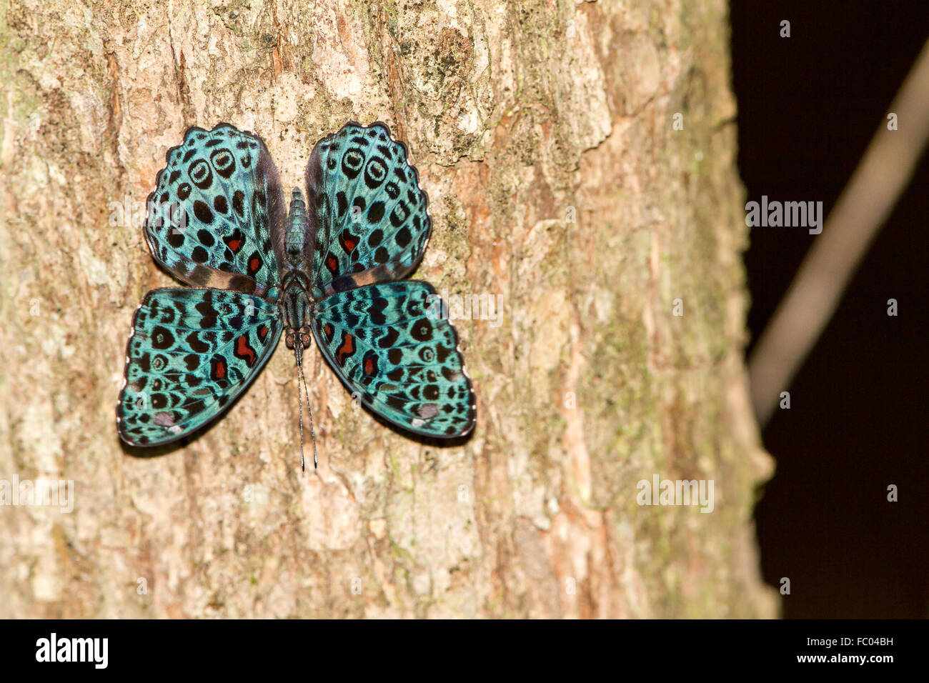 Hamadryas chloe hi-res stock photography and images - Alamy