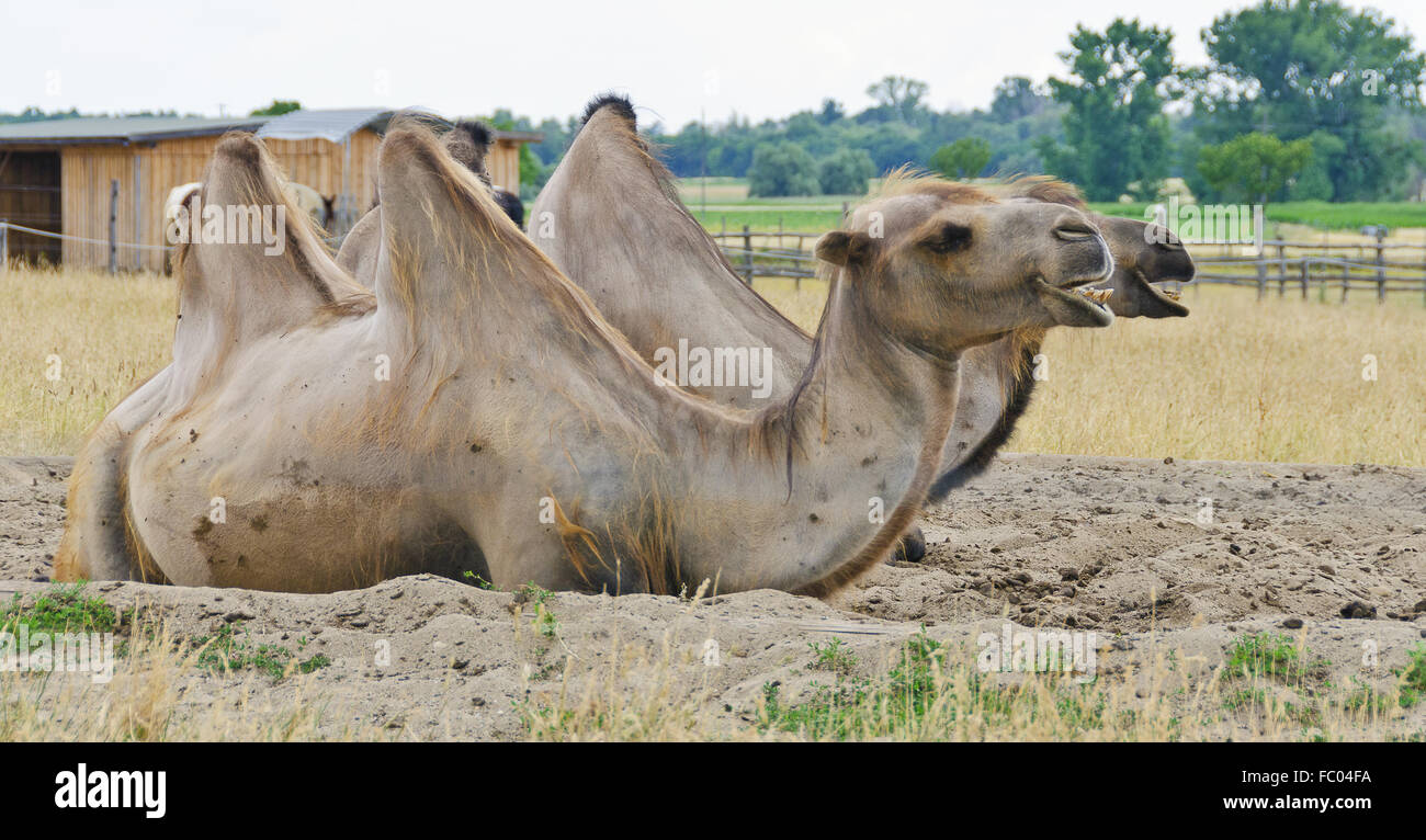 two lying old camels Stock Photo - Alamy