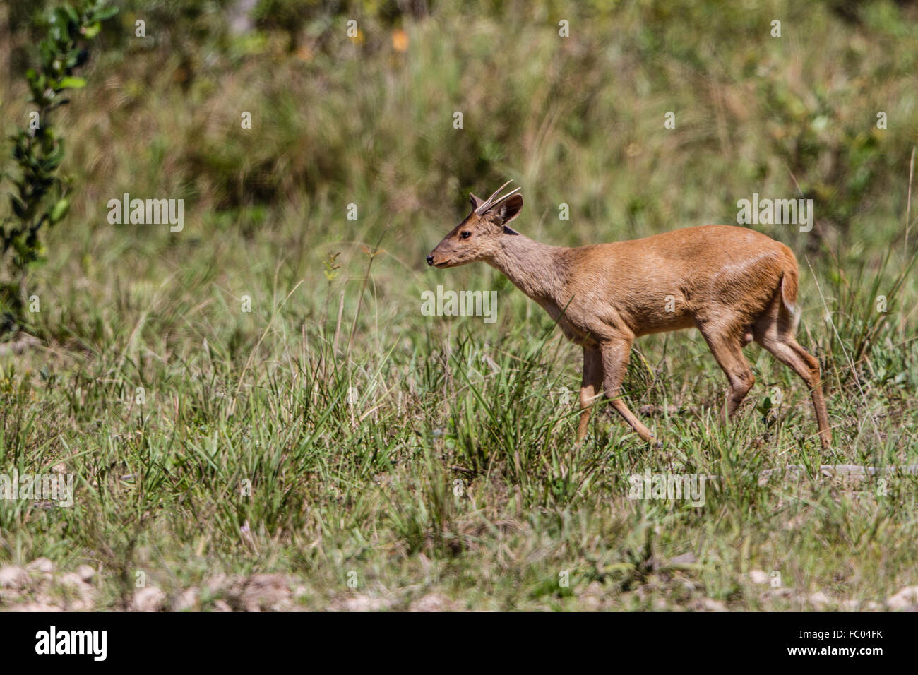 Mazama americana hi-res stock photography and images - Alamy