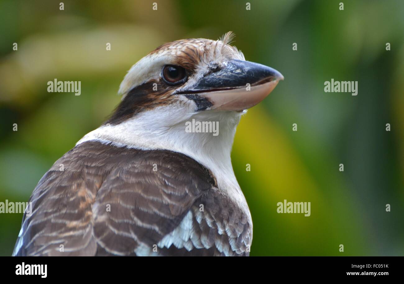 Carnivorous Bird High Resolution Stock Photography and Images - Alamy