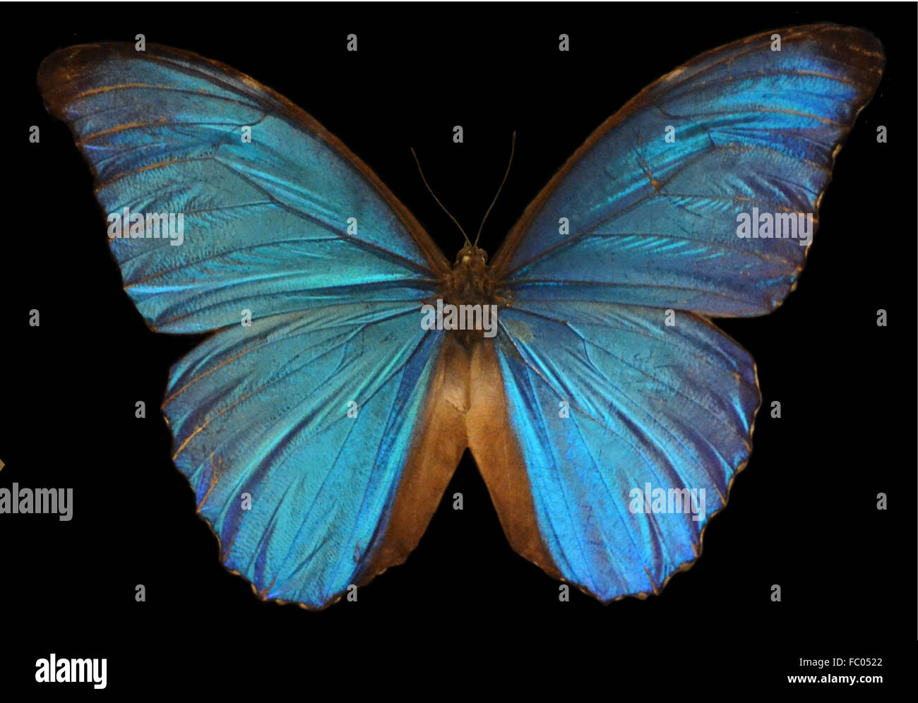The Menelaus Blue Morpho Butterfly (Morpho menelaus) is an iridescent ...