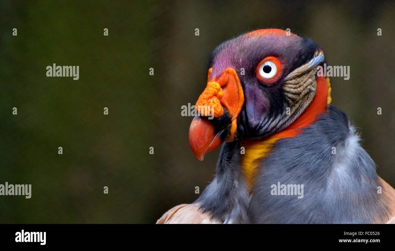 The King Vulture (Sarcoramphus papa), a large scavenging bird native to ...