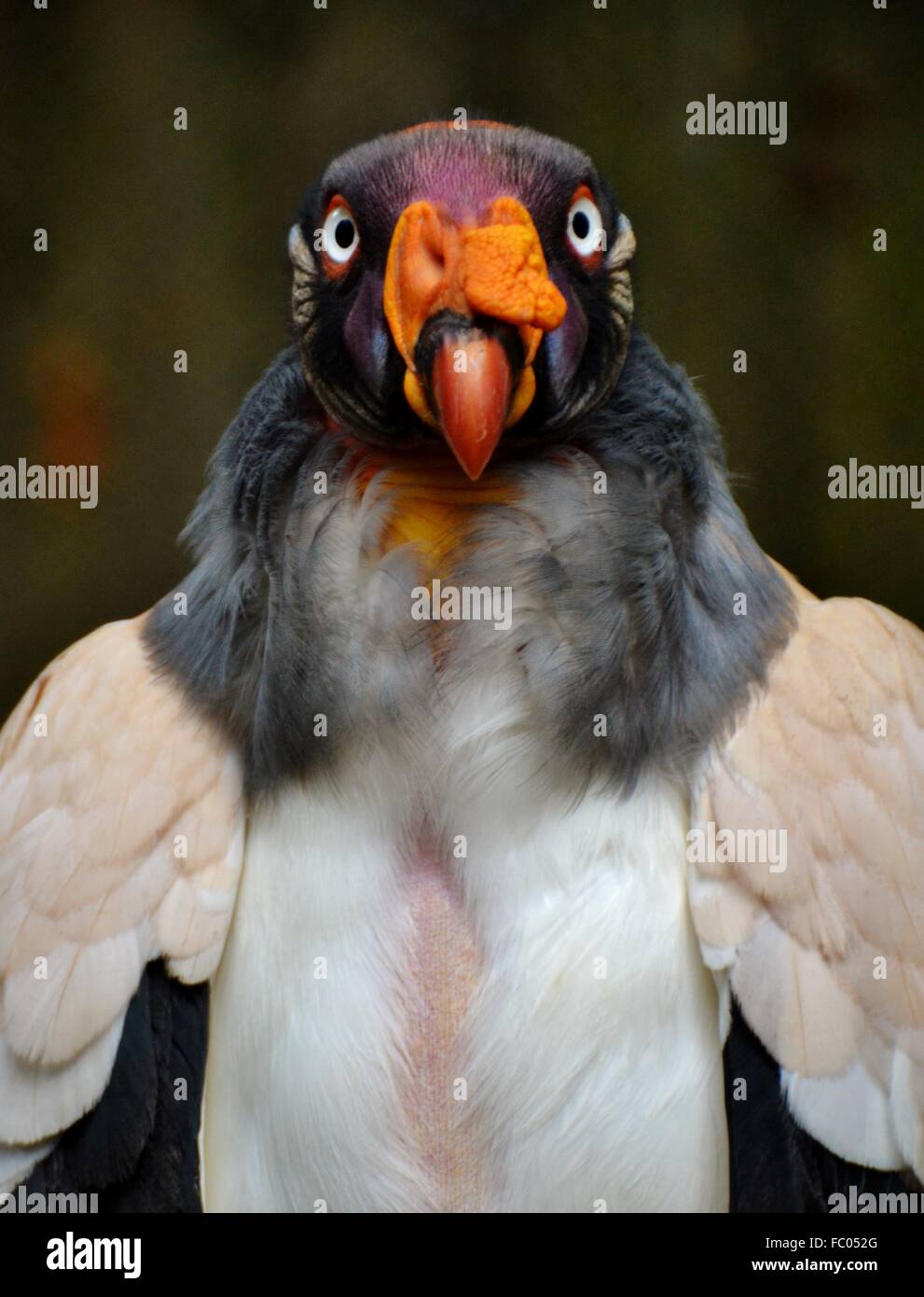 The King Vulture (Sarcoramphus papa), a large scavenging bird native to ...