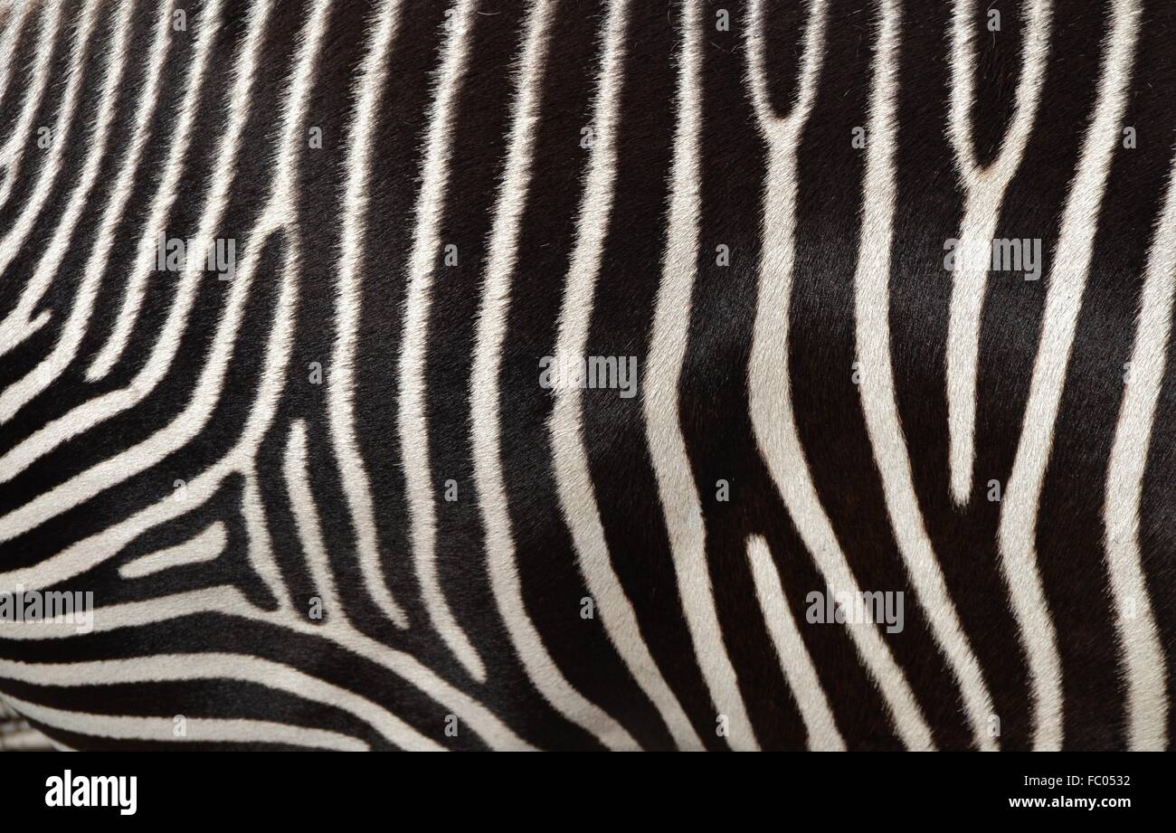 Photograph of the side of a zebra, showing their unique geometric ...