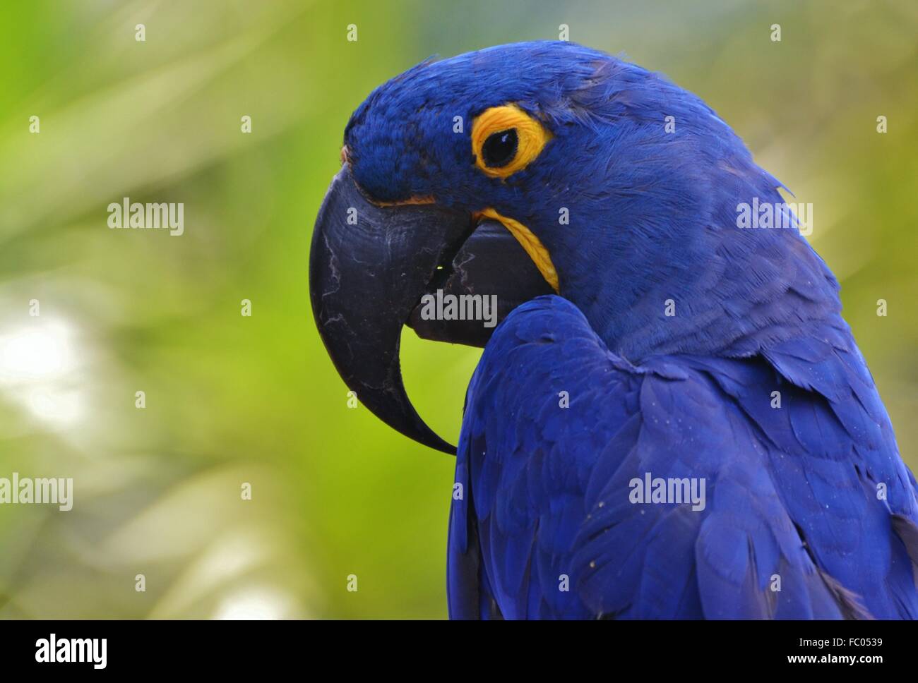 Hyacinth macaw (Anodorhynchus hyacinthinus), or hyacinthine macaw, is a ...