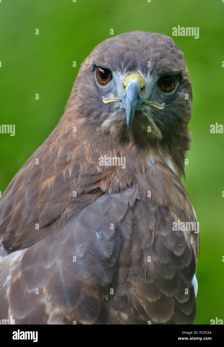 A Red-tailed Hawk (Buteo jamaicensis) in Florida. The hawk is in the ...