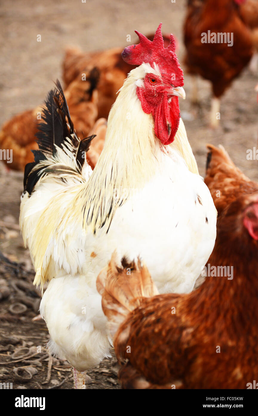 Rooster in traditional free range poultry farming Stock Photo - Alamy