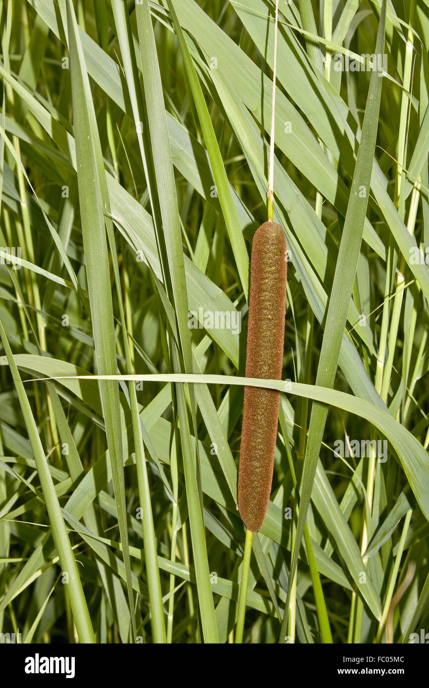 Cattails typha hi-res stock photography and images - Alamy