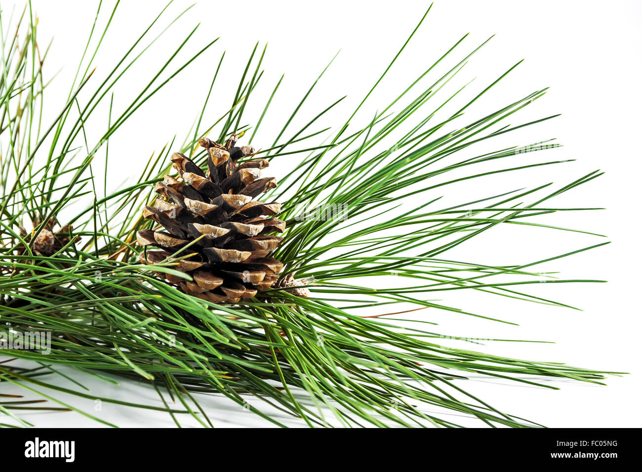 Branch cone hi-res stock photography and images - Alamy