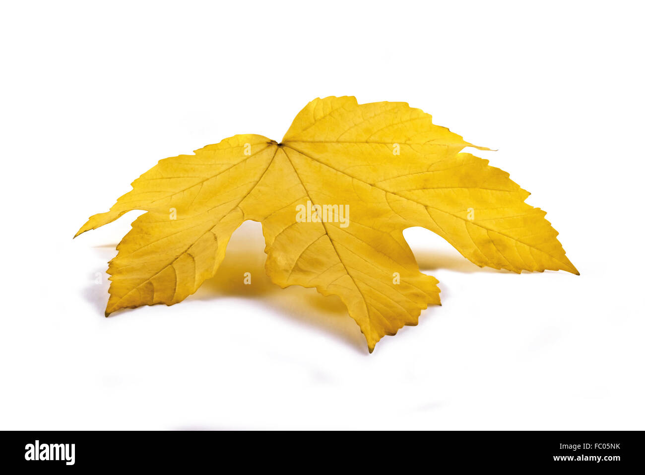 Yellow maple leaf Stock Photo - Alamy