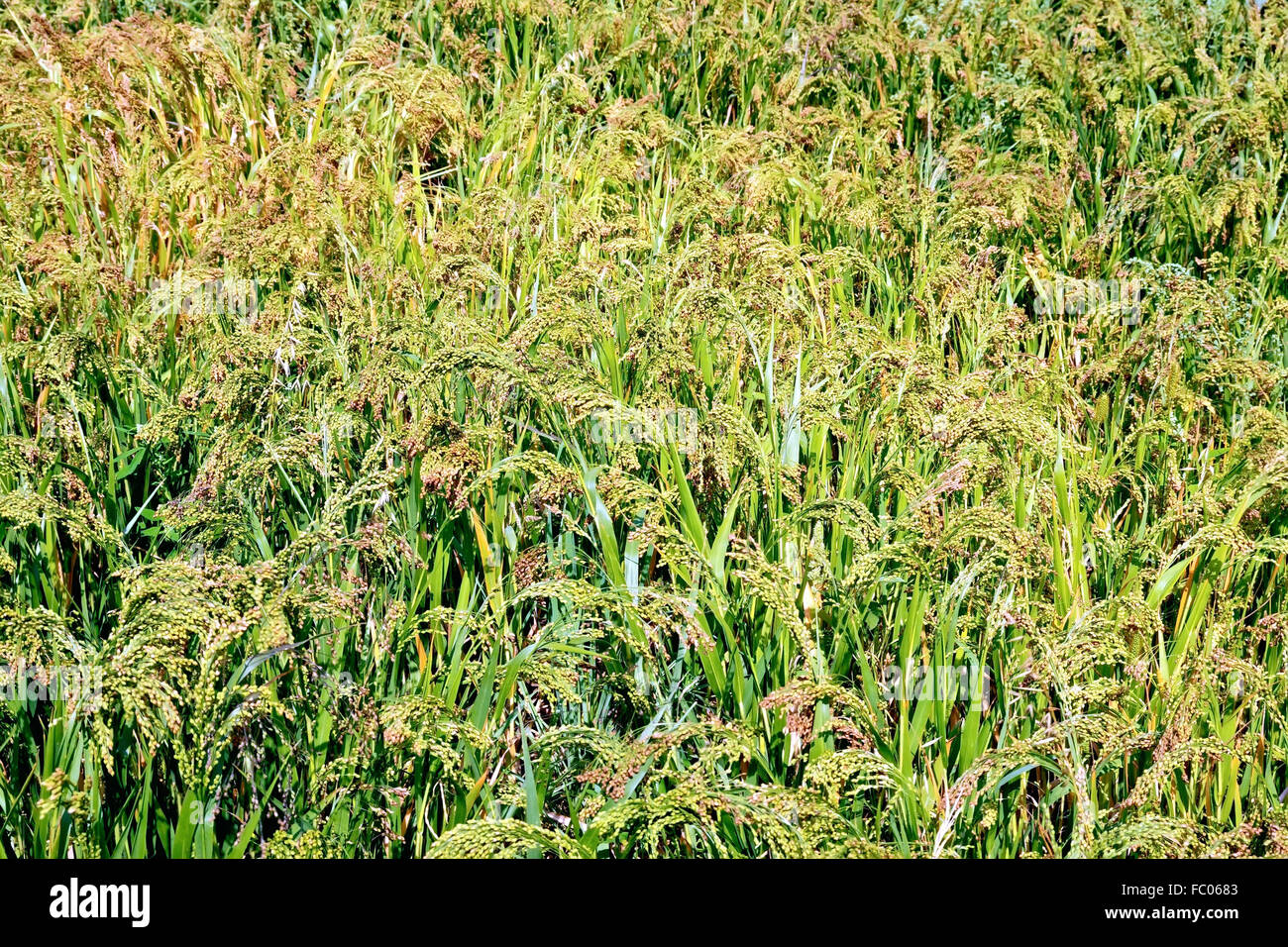 Millet ear hi-res stock photography and images - Alamy
