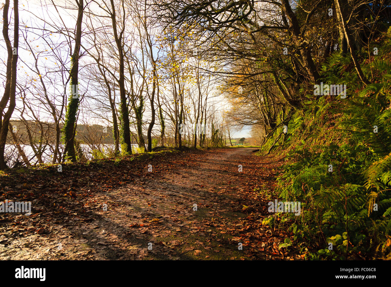 Irish forest hi-res stock photography and images - Alamy