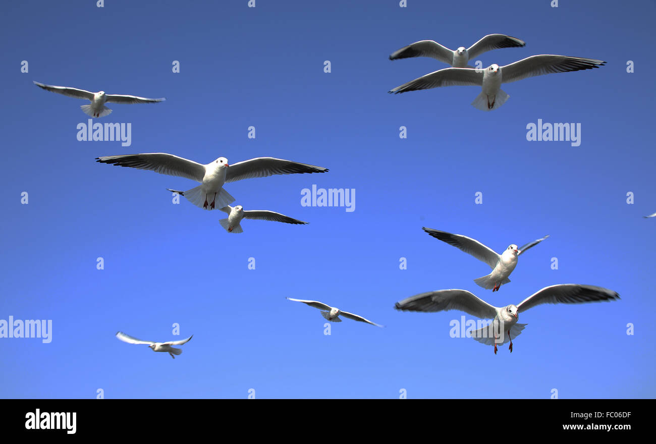 White flying birds hi-res stock photography and images - Alamy