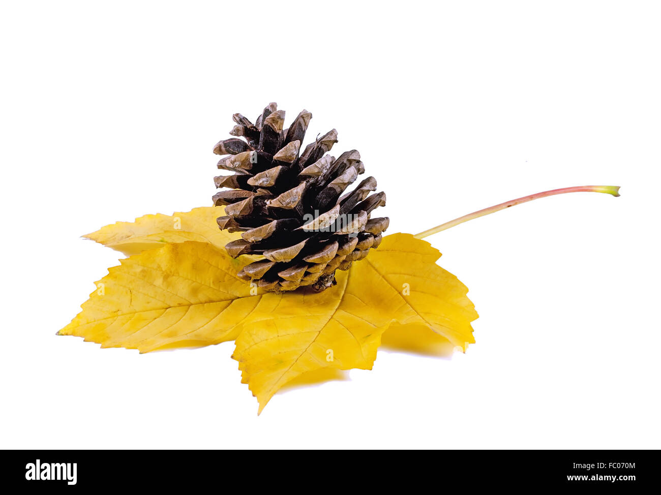 Pine cone leaf on hi-res stock photography and images - Alamy