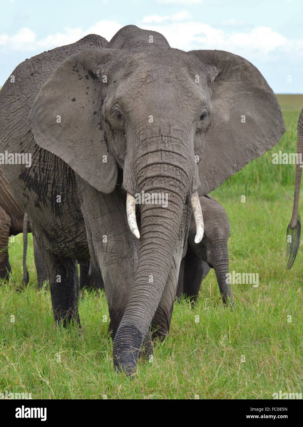 Adult African Elephant (Loxodonta africana) in Kenya's Masai Mara ...