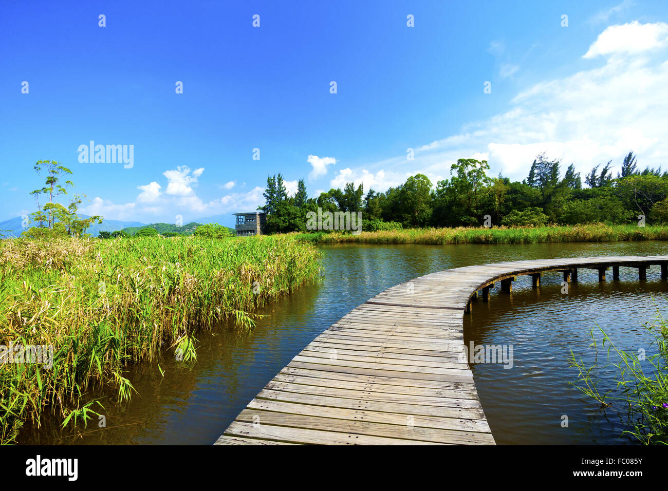 Wetland wooden path in summer Stock Photo - Alamy