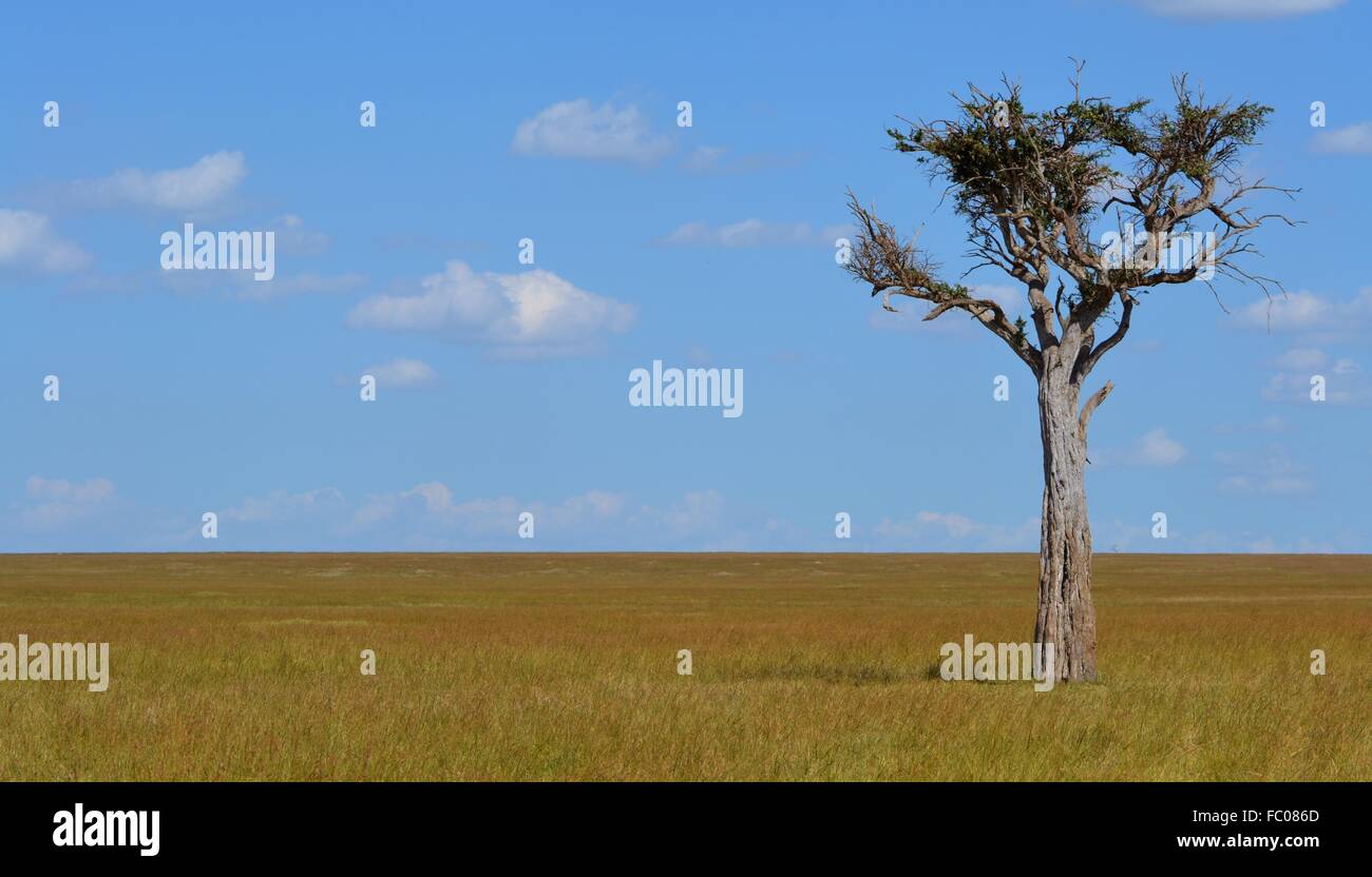 A single tree on the African savannah. Located on the Masai Mara ...