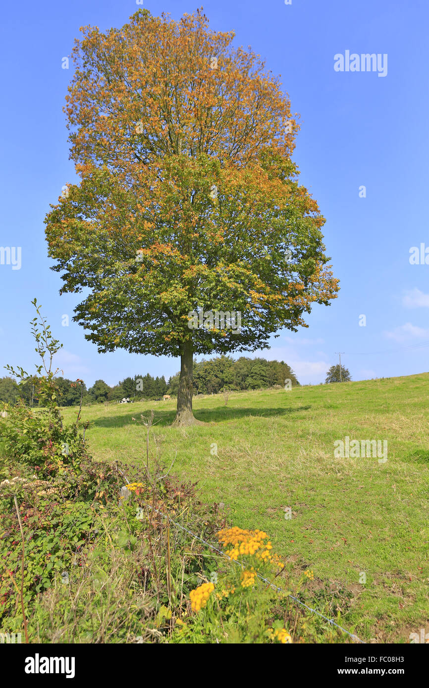 Hainbuche carpinus betulus hi-res stock photography and images - Alamy