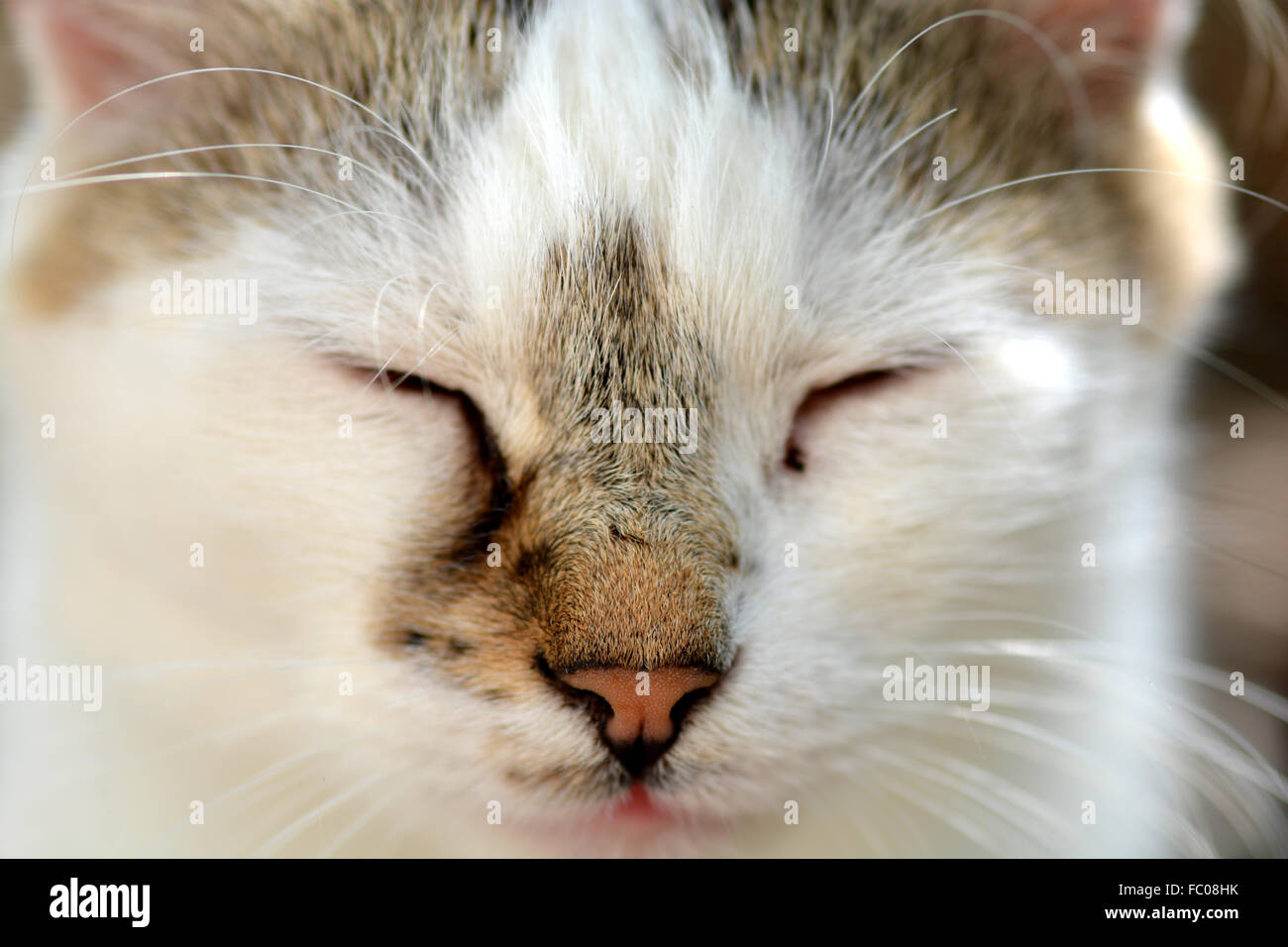 head cat close up on a white background Stock Photo - Alamy