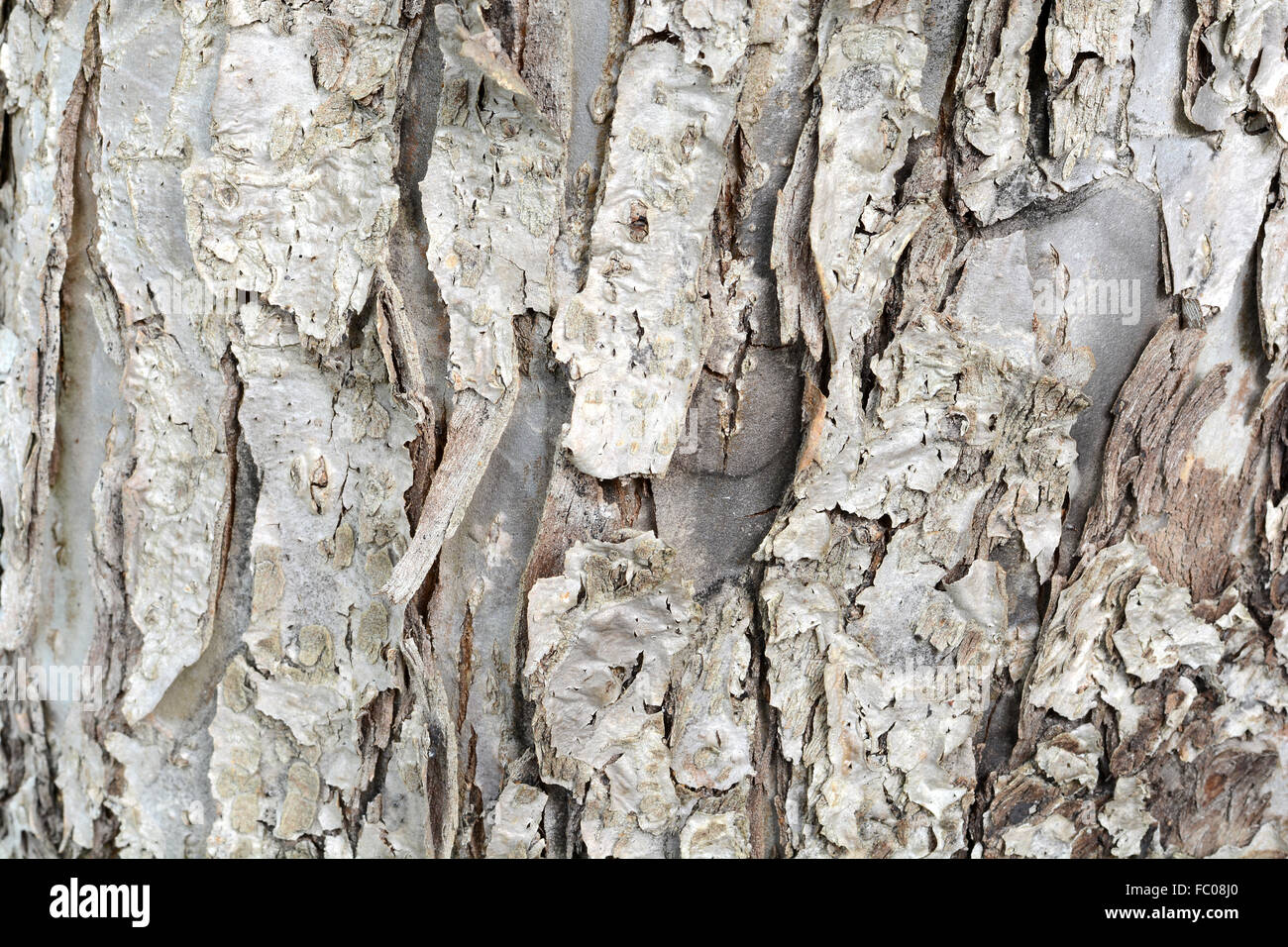 Old Wood Tree Texture Background Pattern Stock Photo - Alamy