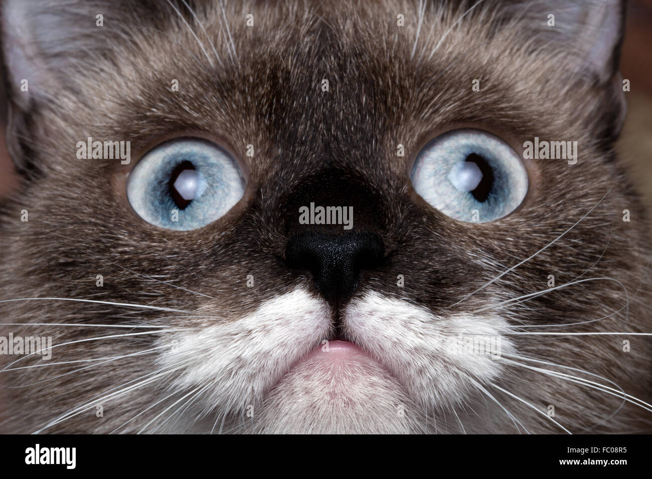closeup portrait siamese cat with blue eyes and fu Stock Photo - Alamy