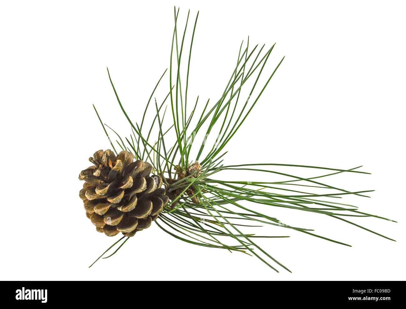 Branch cone hi-res stock photography and images - Alamy