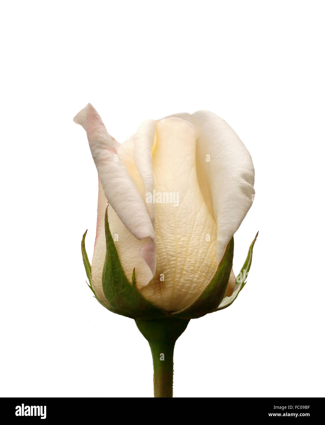 A rose bud Stock Photo - Alamy