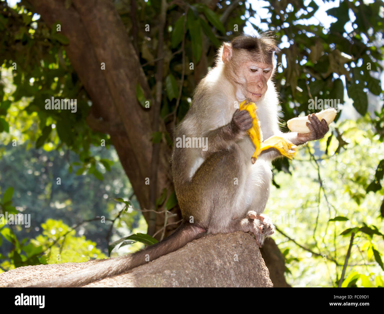 Monkey eating a banana, Goa, India Stock Photo - Alamy