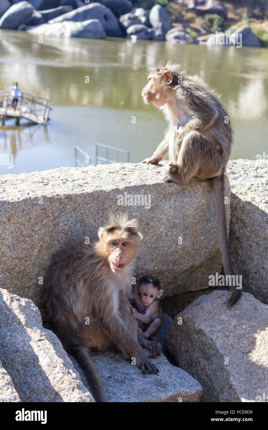 Monkey family in Hampi, Karnataka, India Stock Photo - Alamy