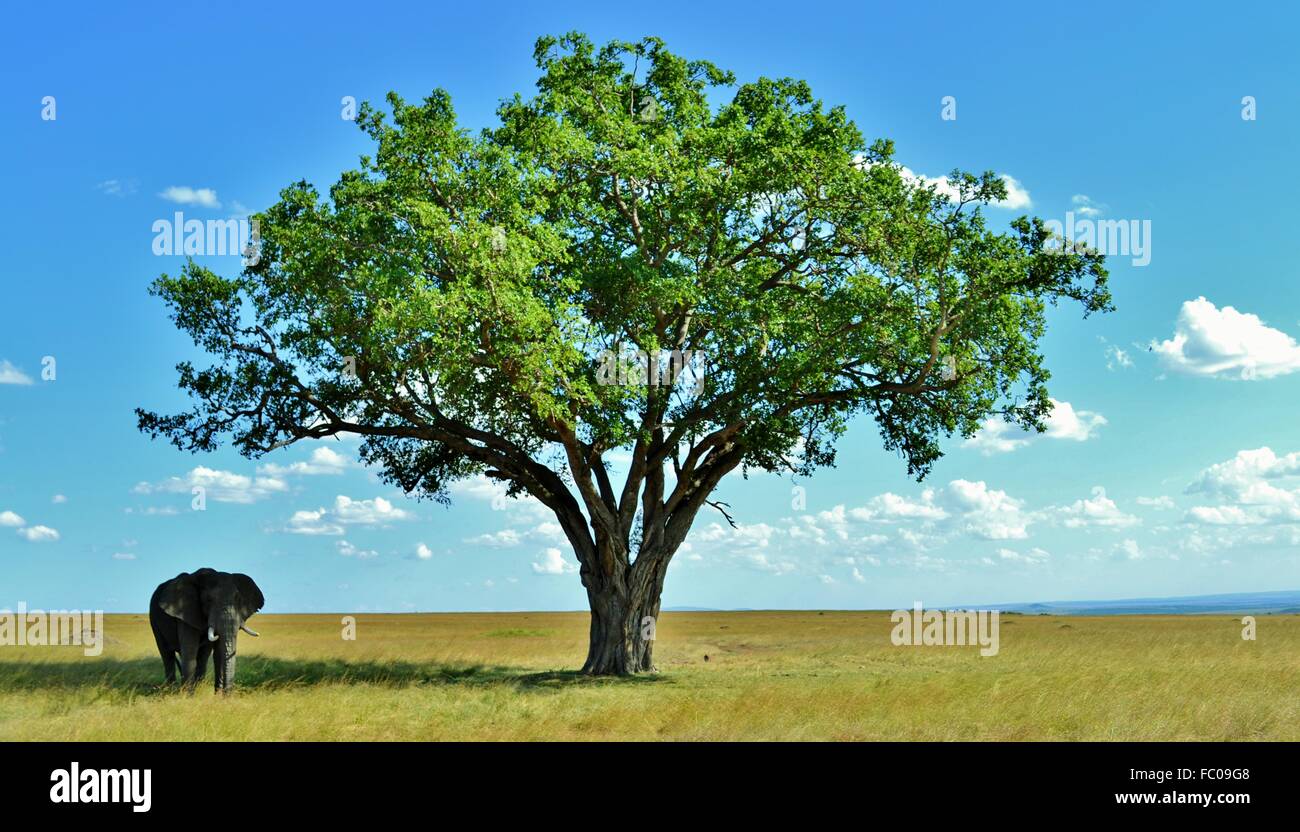 Elephant tree hi-res stock photography and images - Alamy
