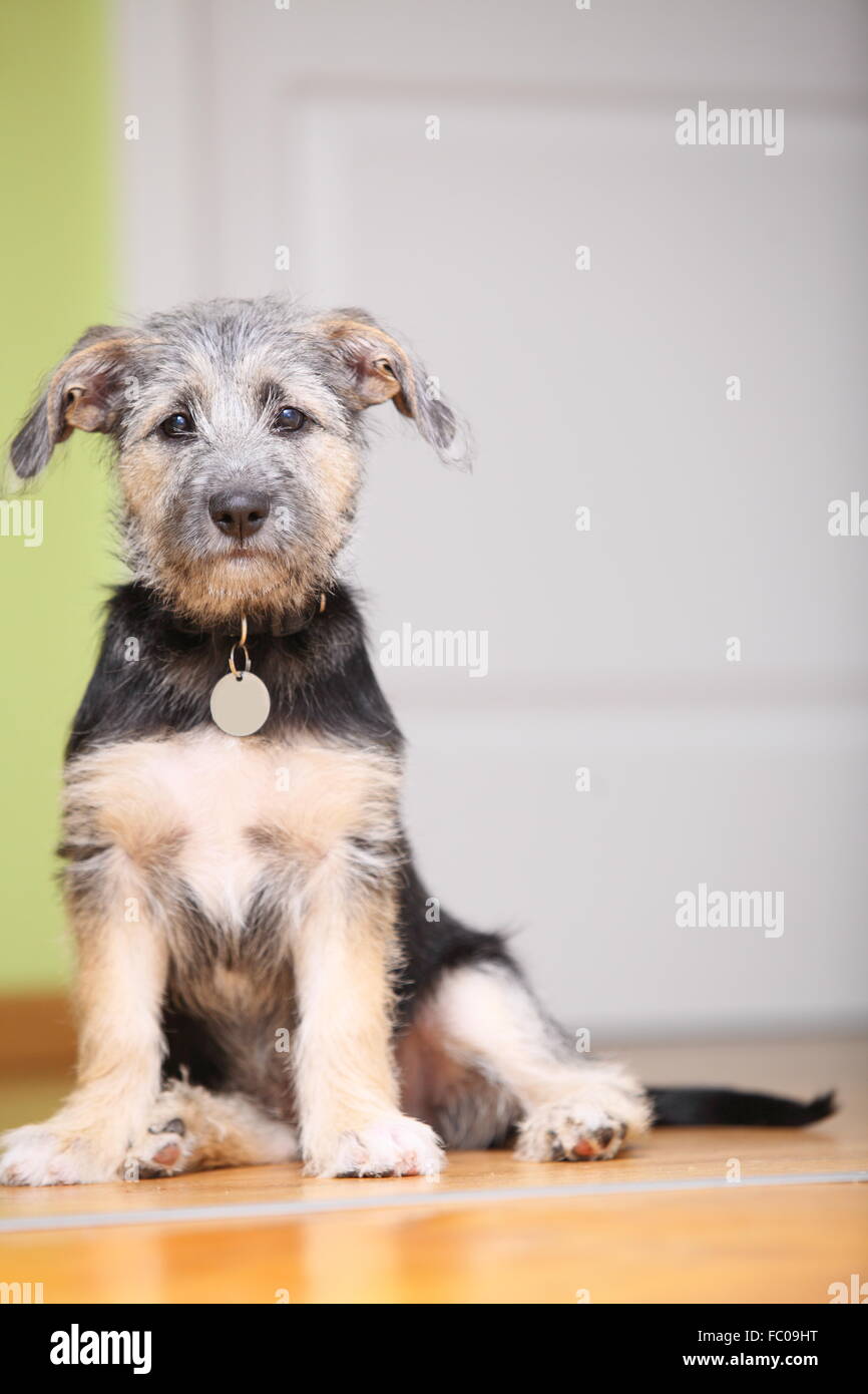 Dog mutt mixed hi-res stock photography and images - Alamy