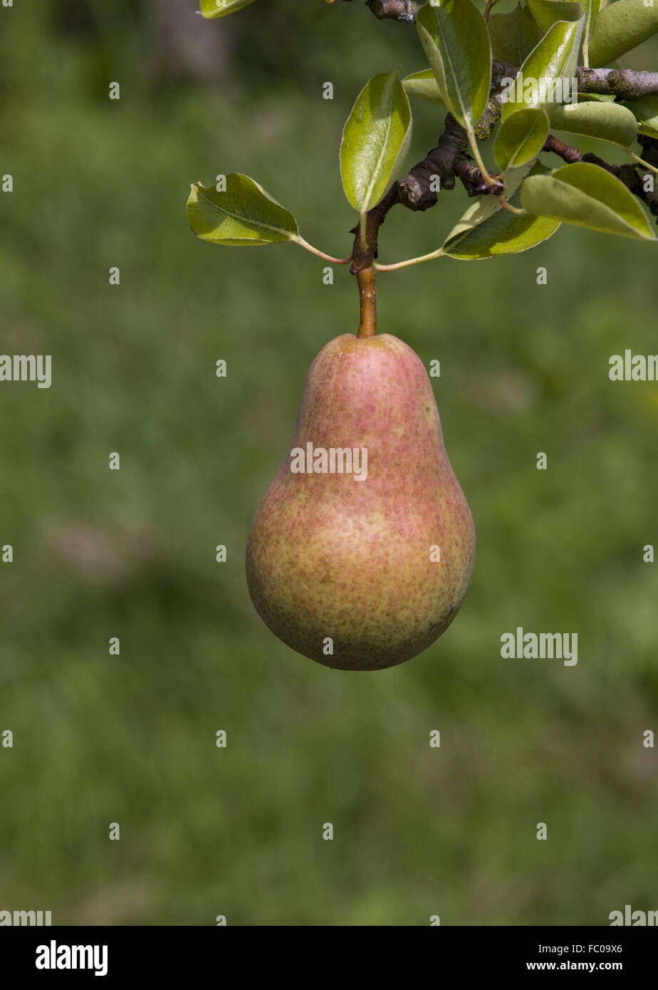 Cider pear trees hi-res stock photography and images - Alamy