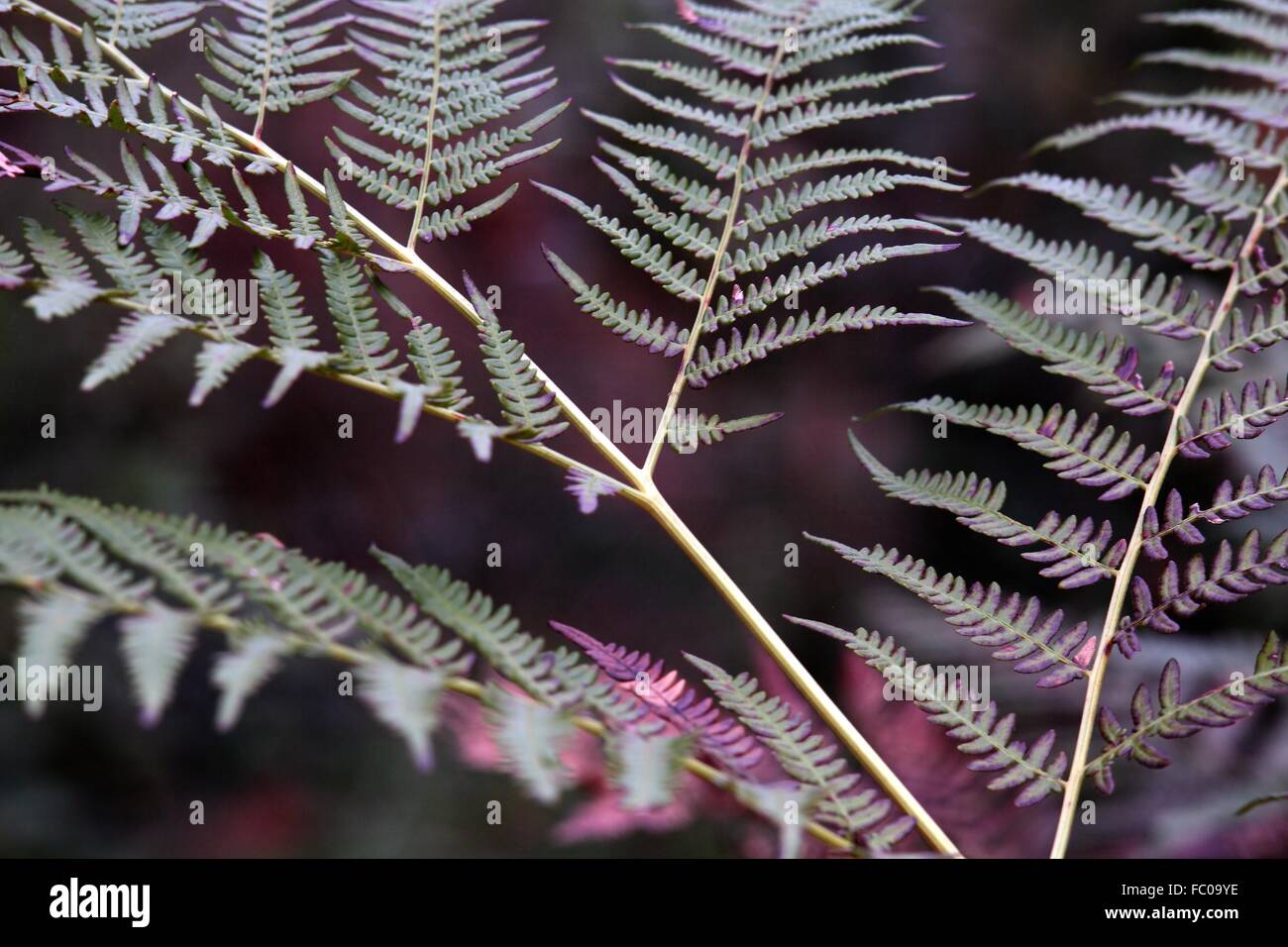 Old Fern Leaf Stock Photo - Alamy