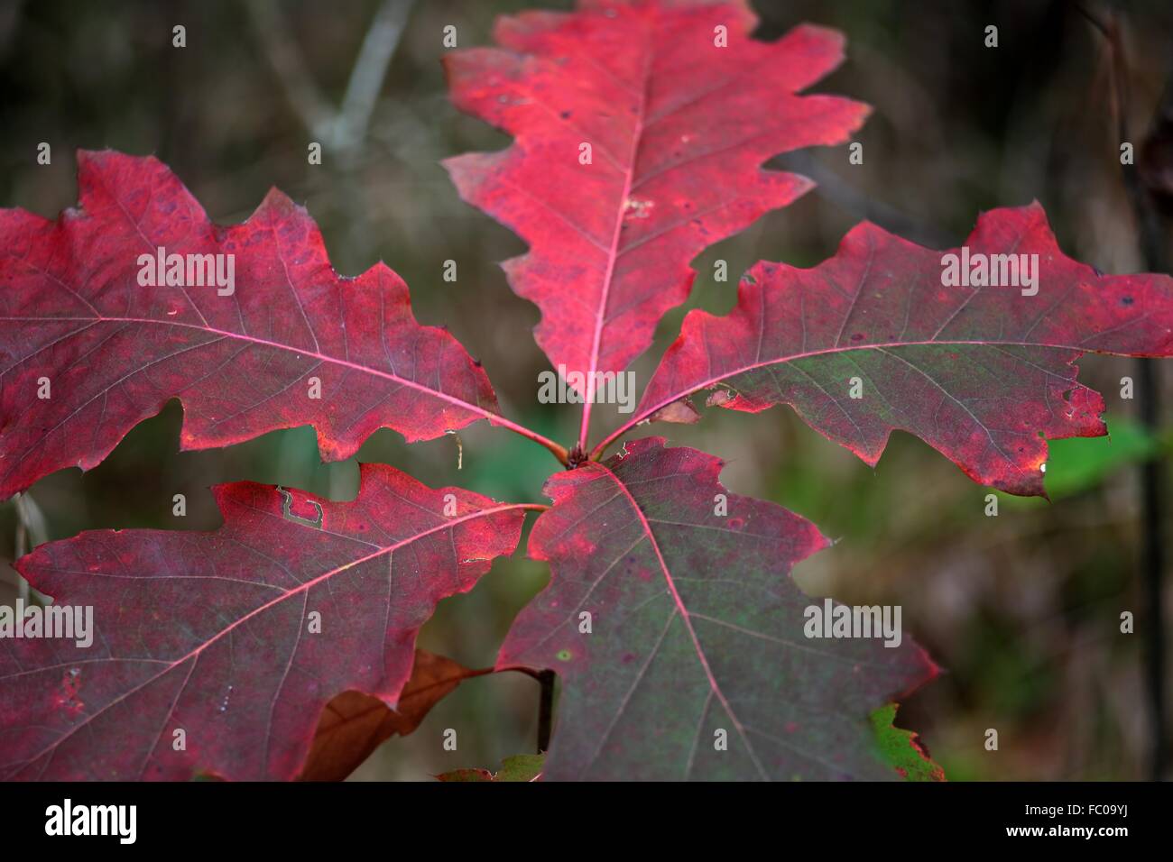 Old Oak Leaves Stock Photo - Alamy