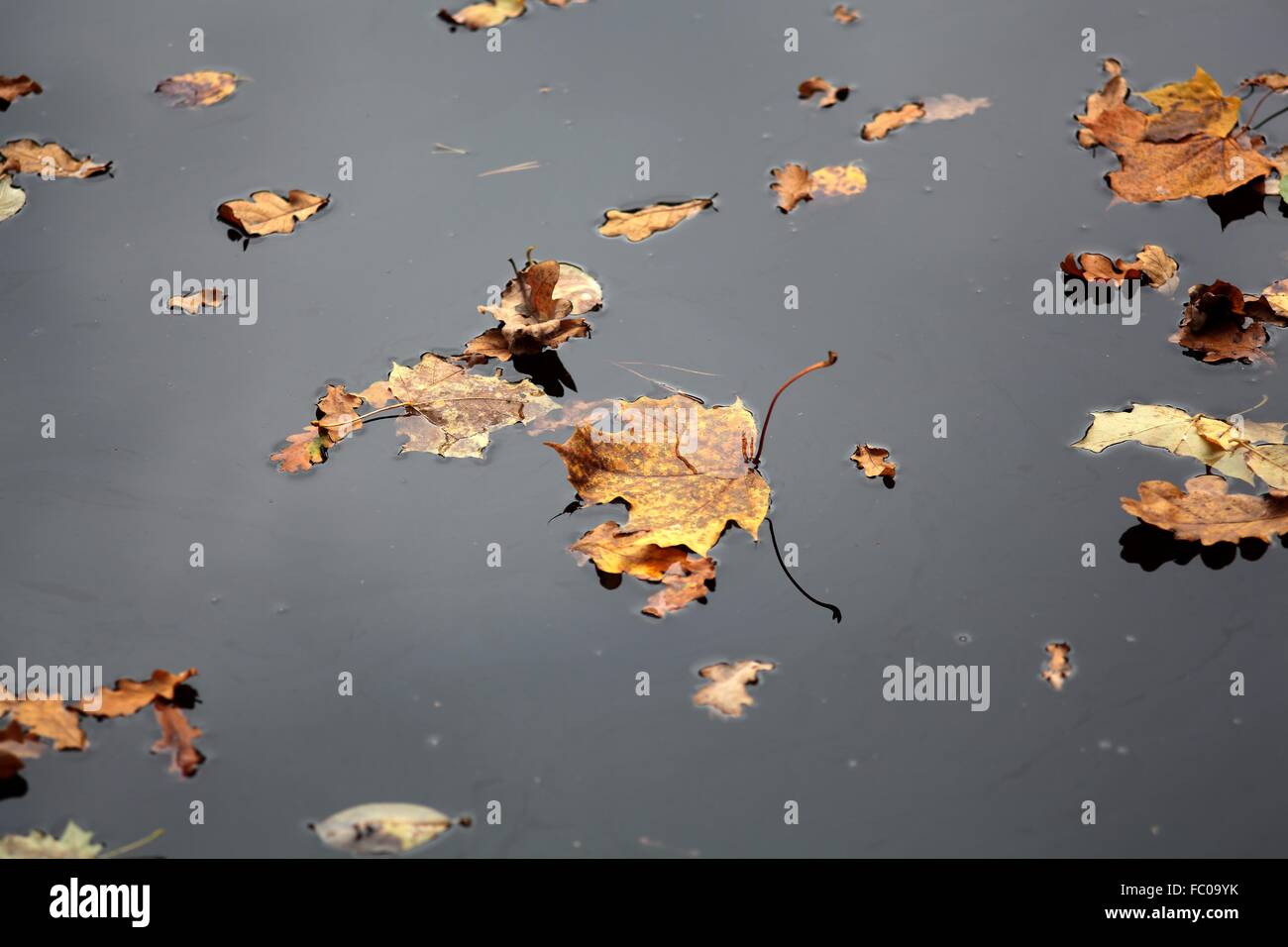 Old leaves hi-res stock photography and images - Alamy