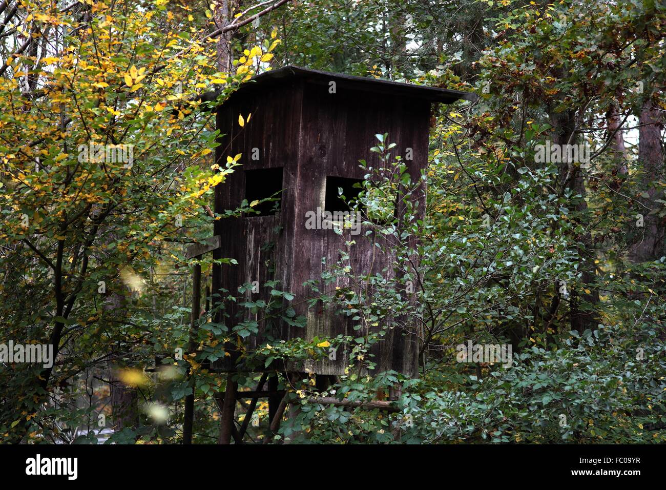 Dark forest hide hi-res stock photography and images - Alamy