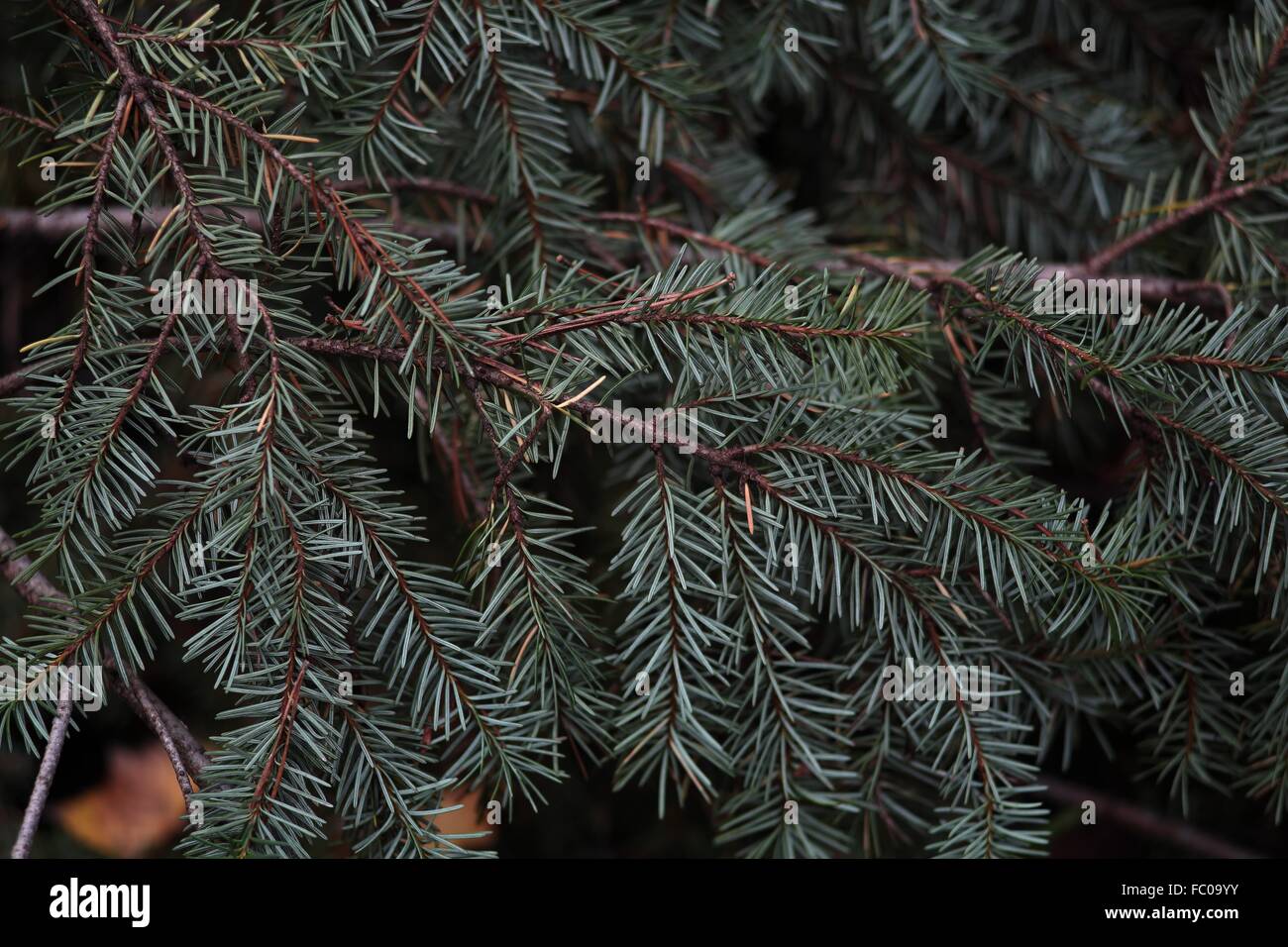Spruce needles hi-res stock photography and images - Alamy