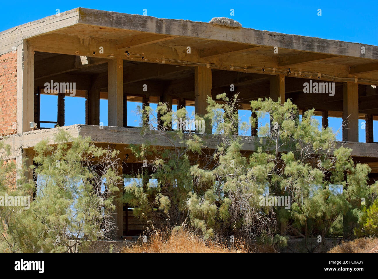 Long tree hi-res stock photography and images - Alamy