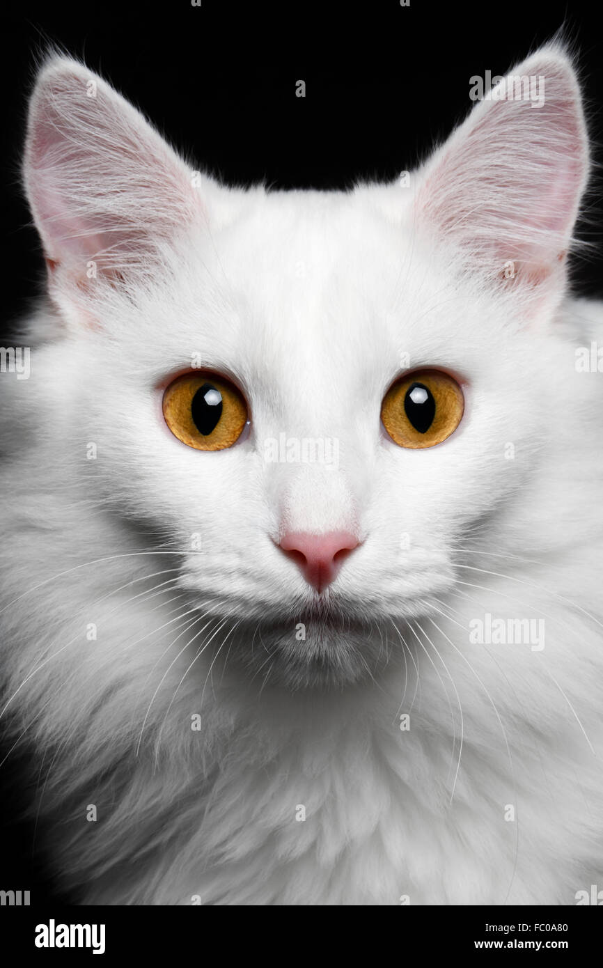 Close-up Pure white cat on the black background Stock Photo - Alamy