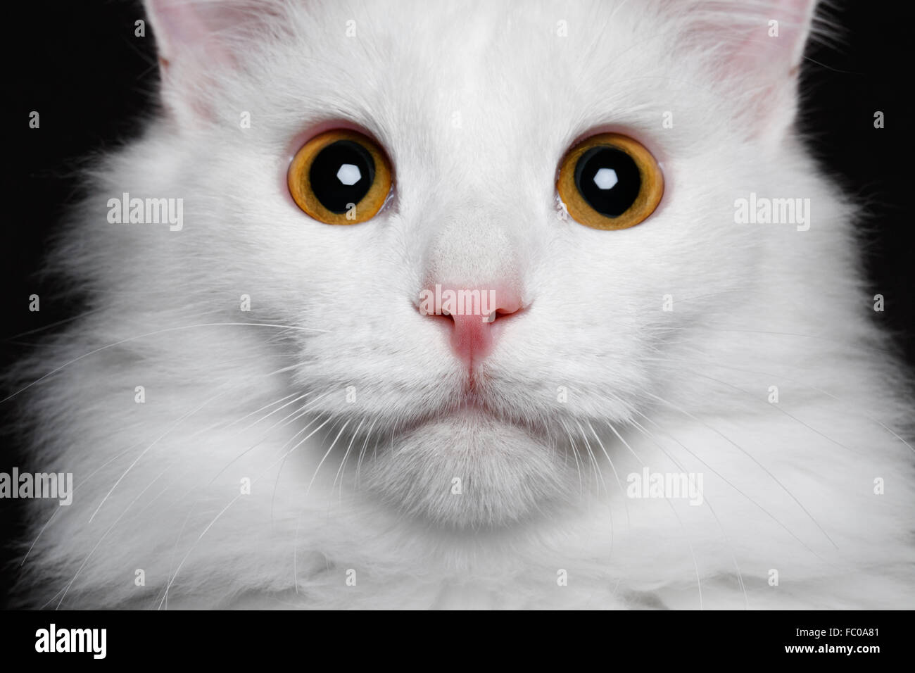 Close-up Pure white cat on the black background Stock Photo - Alamy