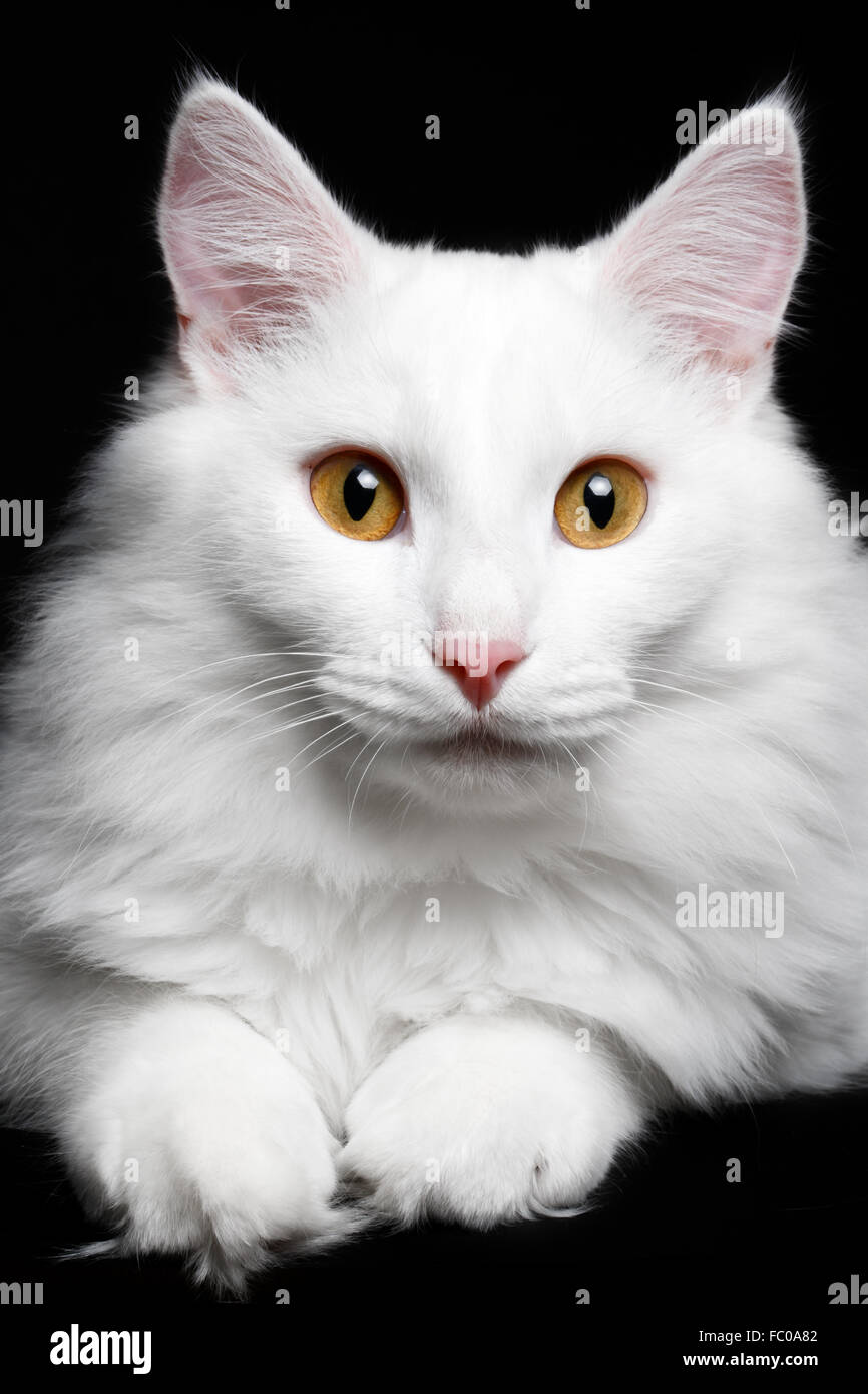 Close-up Pure white cat on the black background Stock Photo - Alamy