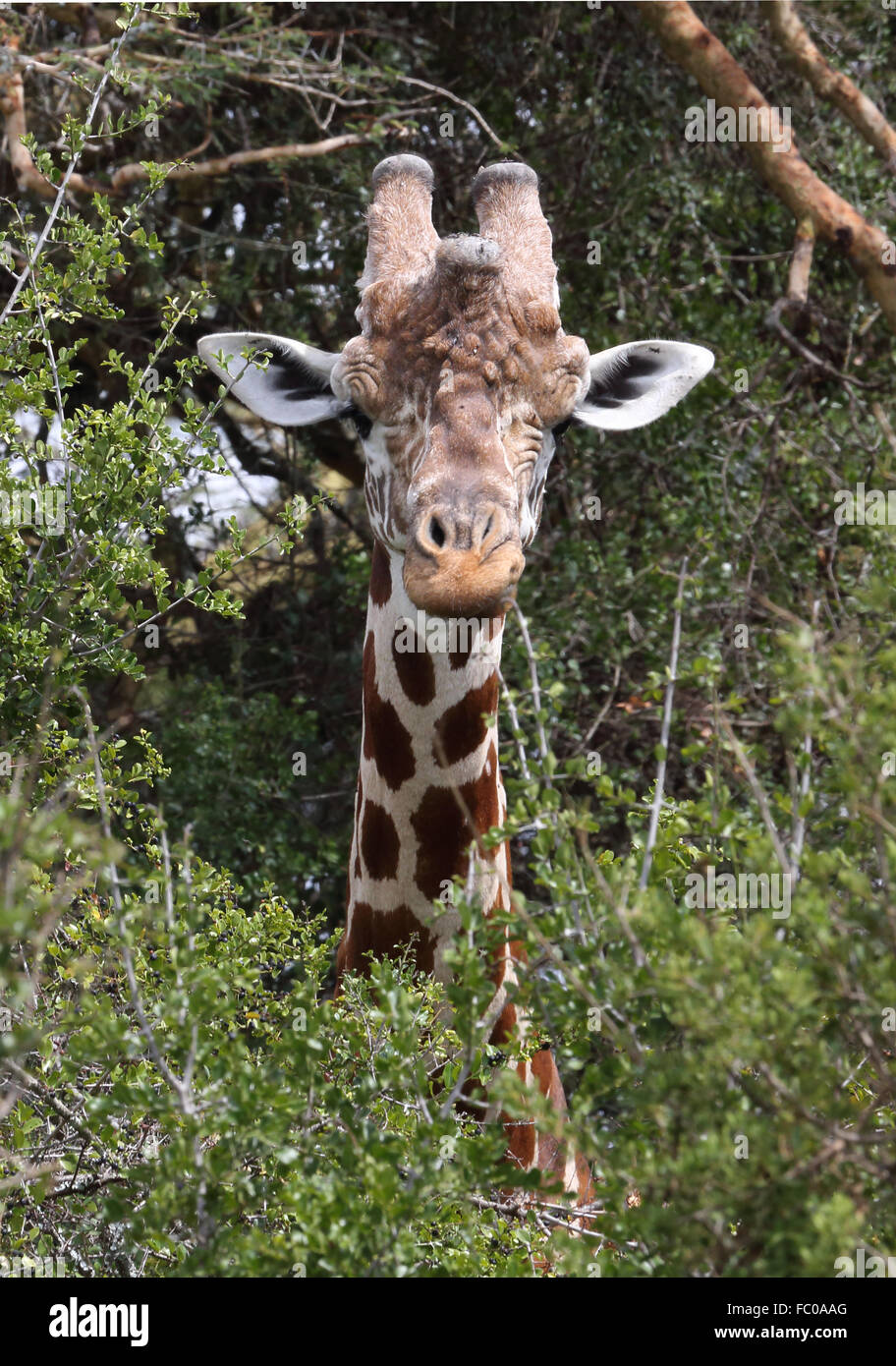 Girafe behind a bush Stock Photo - Alamy